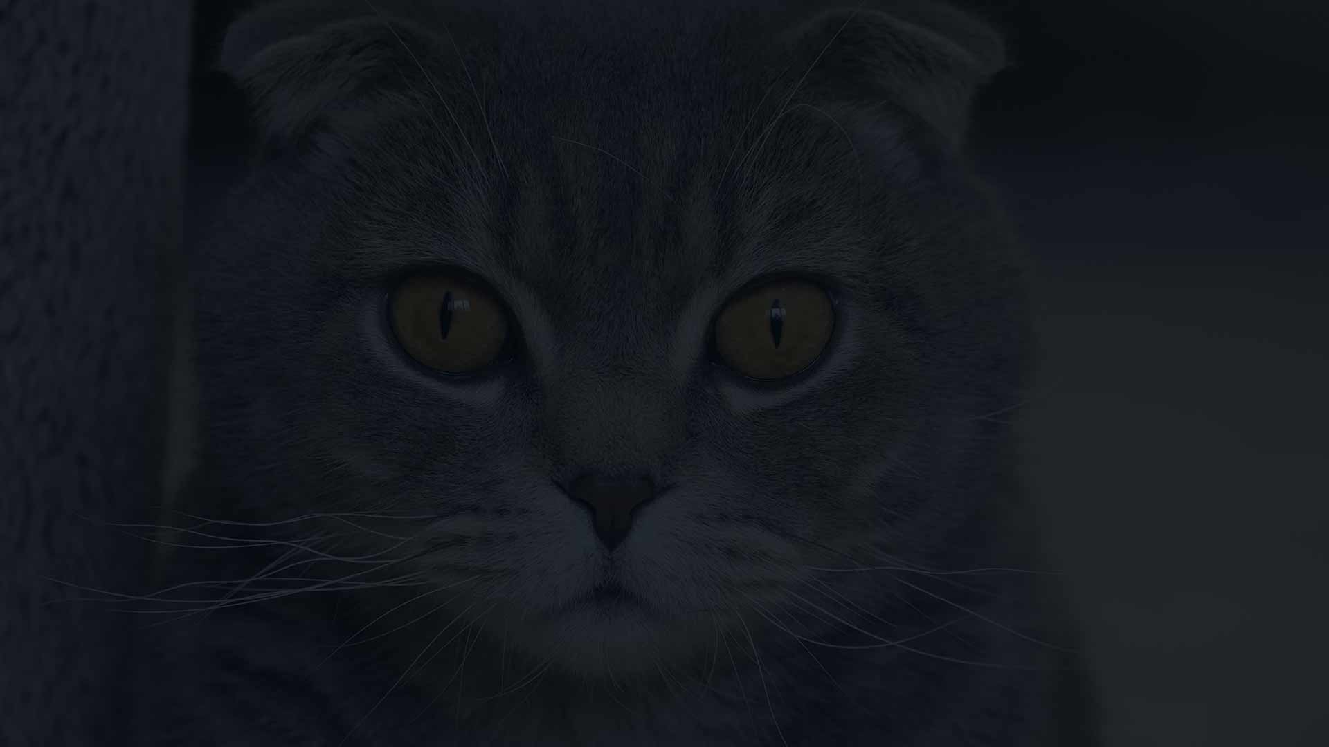 William Cat — Ваш любимый William Cat