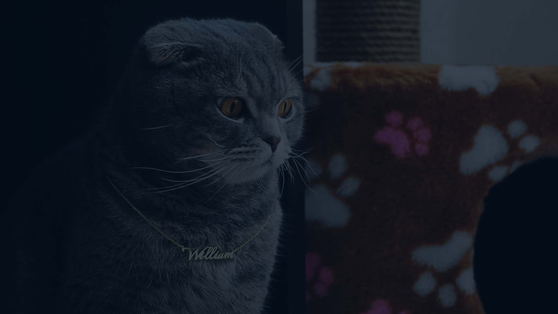 William Cat — Ваш любимый William Cat