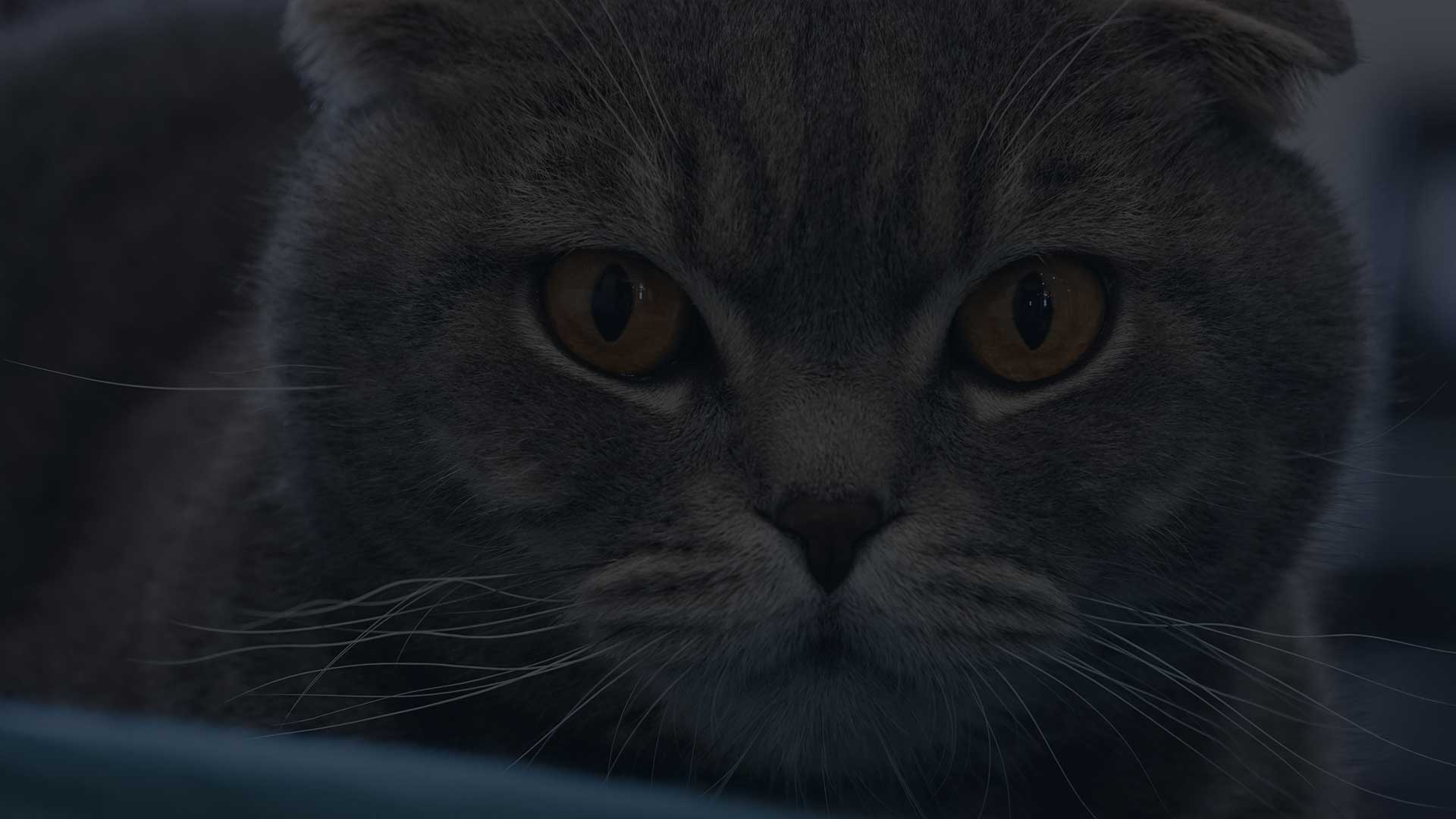 William Cat — Ваш любимый William Cat